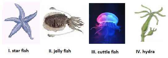 Diversity In Living Organisms - Quiz, Flashcards & Trivia