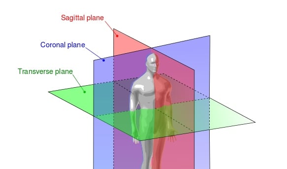 Anatomical Planes & Body Cavities Quiz Questions And Answers - Quiz ...