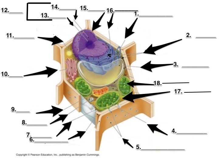 Plant Cell Organelles: Structure And Function Test - Quiz, Trivia ...