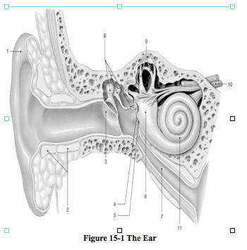 Anatomy & Physiology II - Special Senses Quiz - Quiz & Trivia