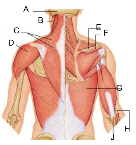 Trunk Muscles: Anterior And Posterior - Quiz & Trivia