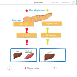 Glucose Regulation Quiz: Insulin and Homeostasis - Quiz & Trivia