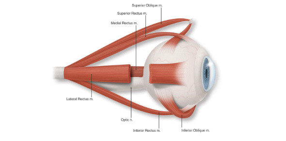 Intramuscular & Extraocular Muscles Quiz - Quiz & Trivia