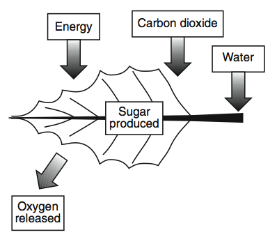 Science Exam Part 2 - Quiz, Trivia & Questions