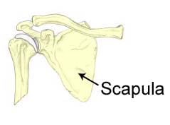 Skeletal System - Bones And Their Types - Quiz & Trivia