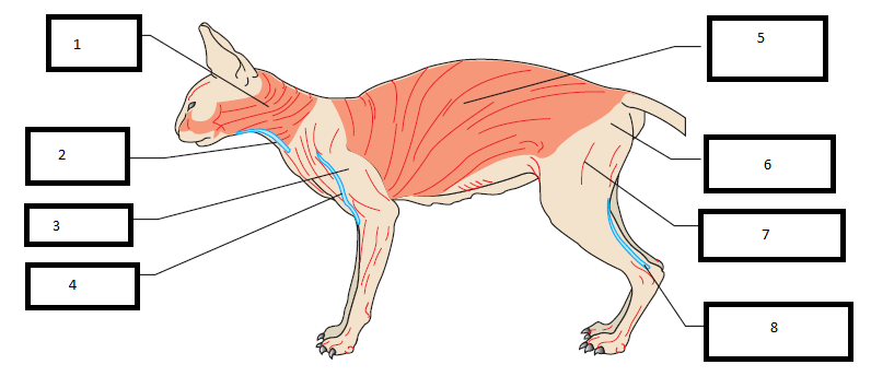 Animal Anatomy and Physiology - Muscles - Quiz & Trivia