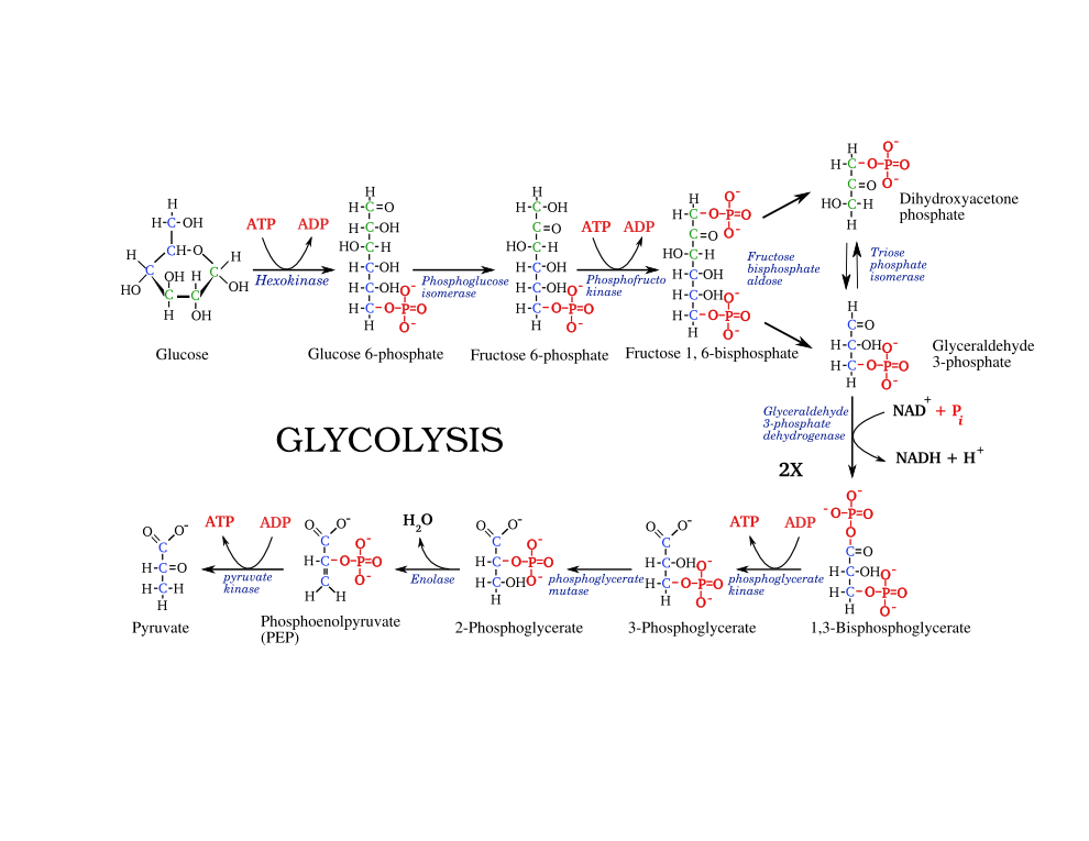 Cellular Respiration Test - A - Quiz & Trivia