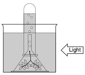 Biology-Year 10-Organisms and Energy - Revision Cards in GCSE Biology
