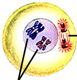 Meiosis stages quiz questions and answers - Quiz - Trivia & Questions