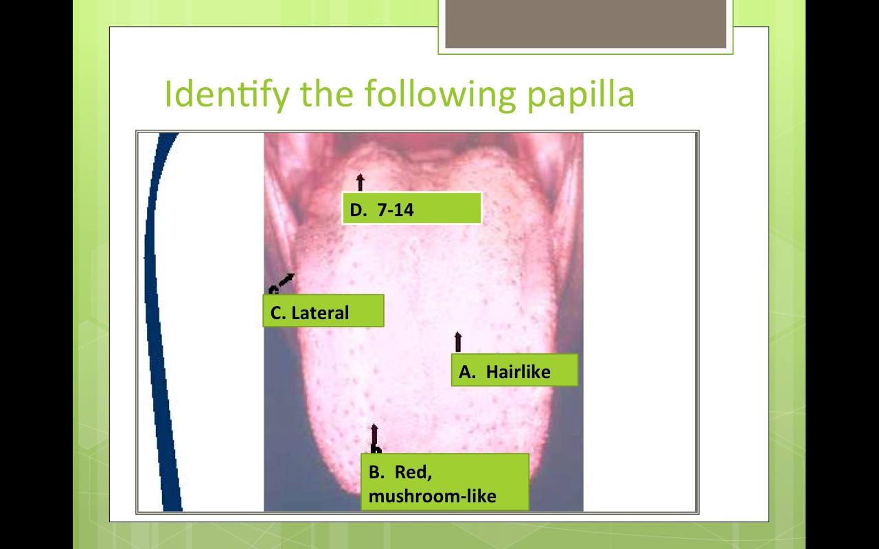 Quiz #1 Dhy 114- Oral Anatomy - Quiz & Trivia
