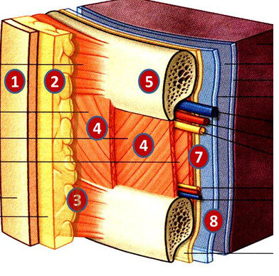 Thoracic Wall Diagram World Of Reference