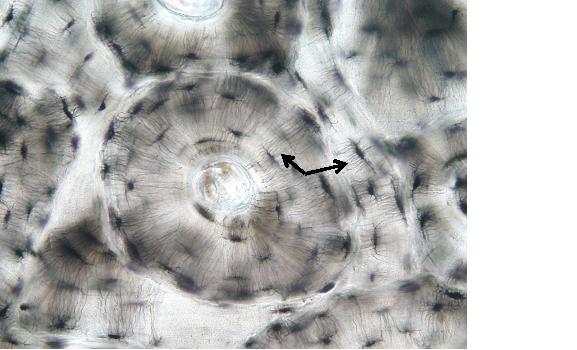 Unit I: Histology II: Connective Tissues - ProProfs Quiz