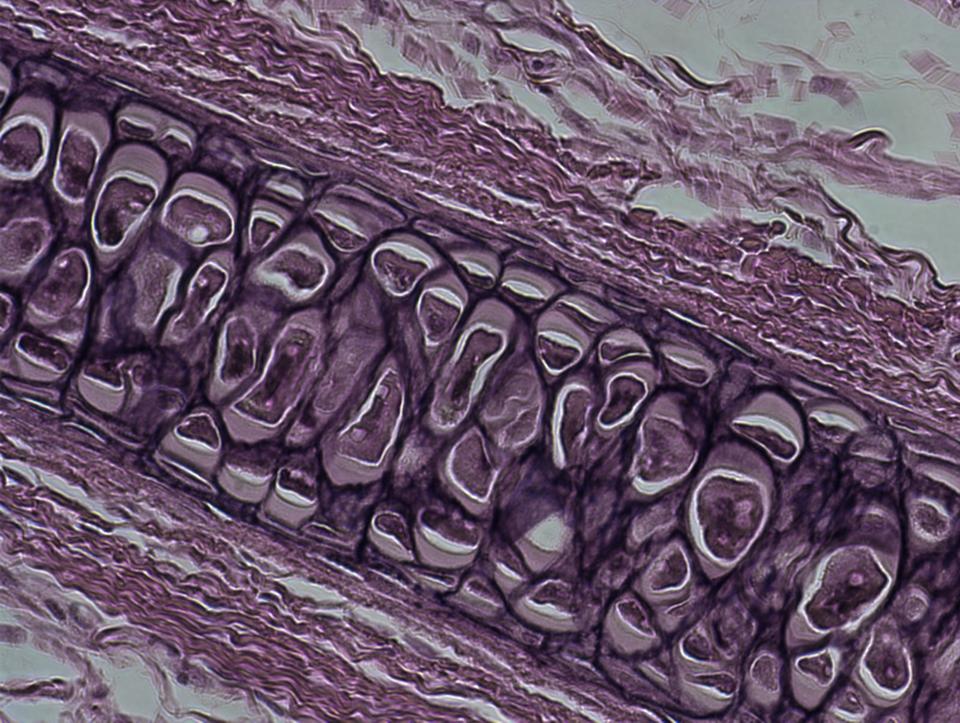 Unit I: Histology II: Connective Tissues - Quiz & Trivia