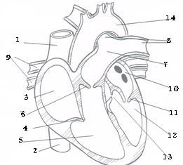 Rat Dissection Thoracic Cavity Circulatory System