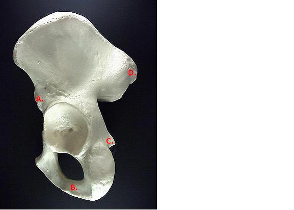 Unit II: Overview Of The Skeleton & Appendicular Skeleton - Quiz & Trivia