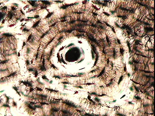 Definitions Of Histology Quiz - Quiz & Trivia