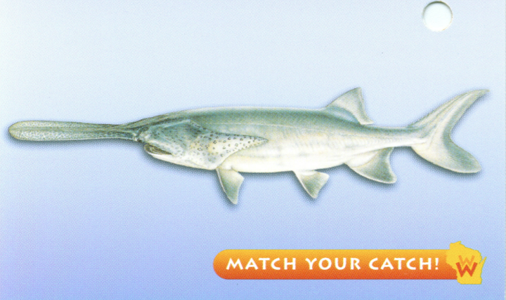 Fish Of Wisconsin - Required Quiz - Trivia & Questions