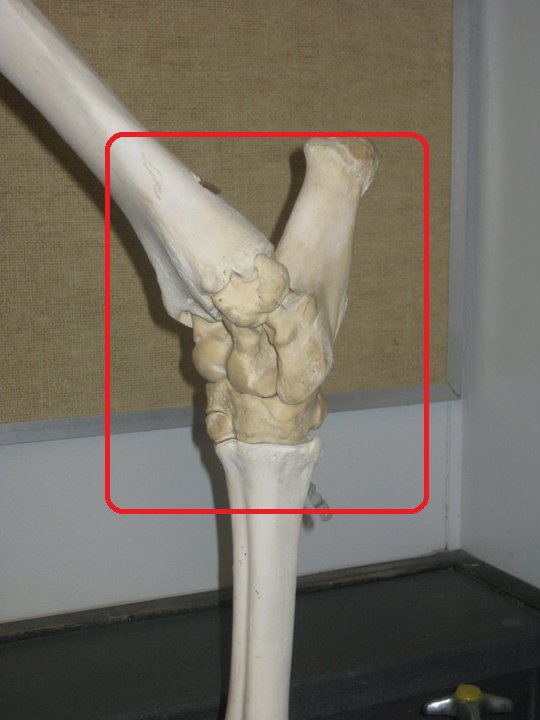 AHS 202L hindlimb skeleton - Quiz & Trivia