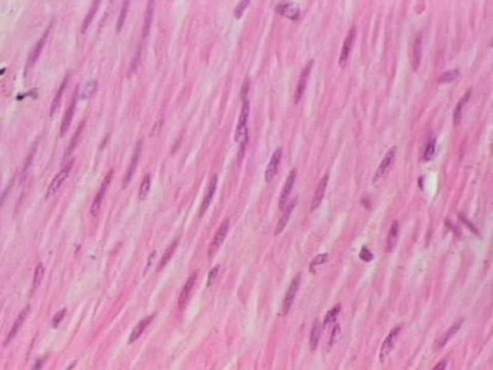 Unit I Histology I Nervous Epithelial Muscular