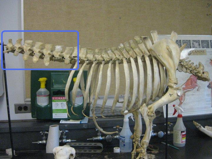 Cow Thoracic Vertebrae